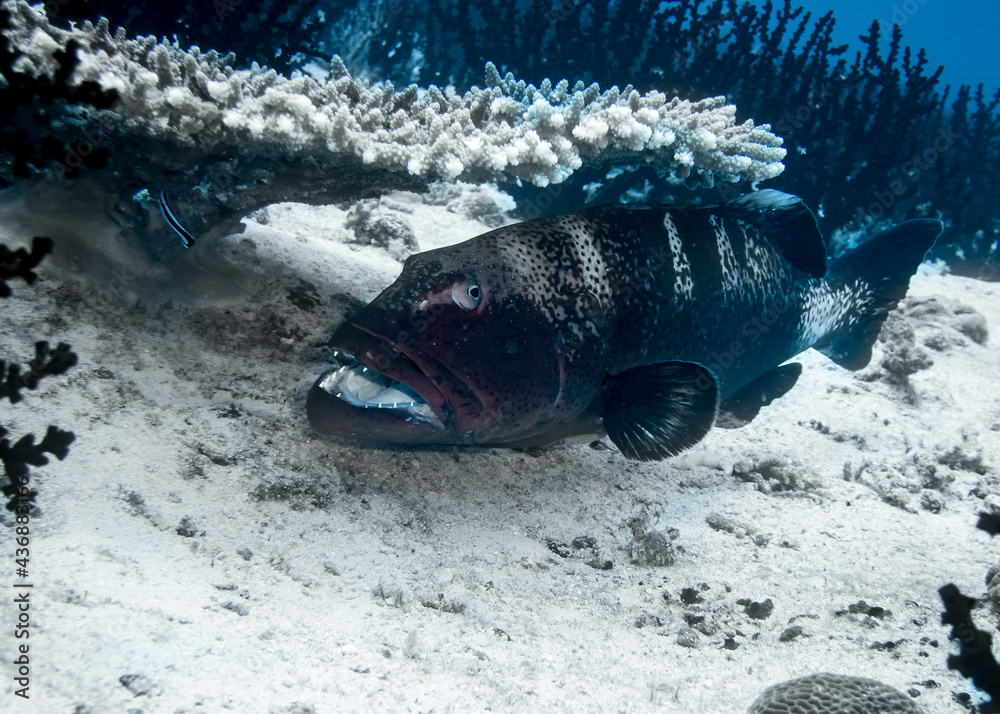 Big grouper fish on a coral reef at the bottom of the Indian Ocean ...