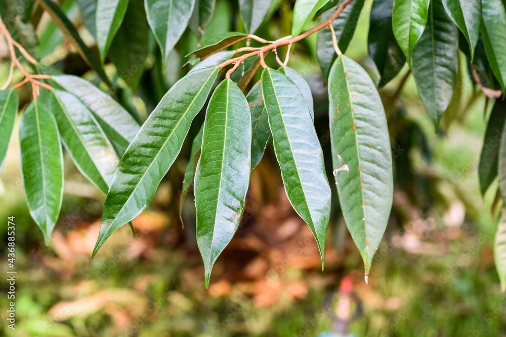 Green durian leaves in the garden, agriculture in Thailand, king of ...