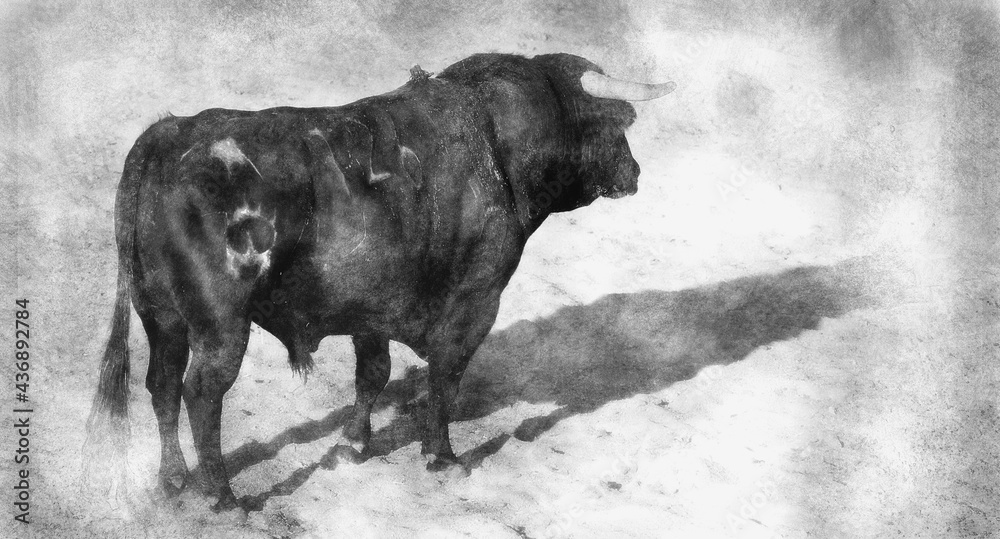 Fighting bull picture from Spain. Black bull hand drawing effect with ...