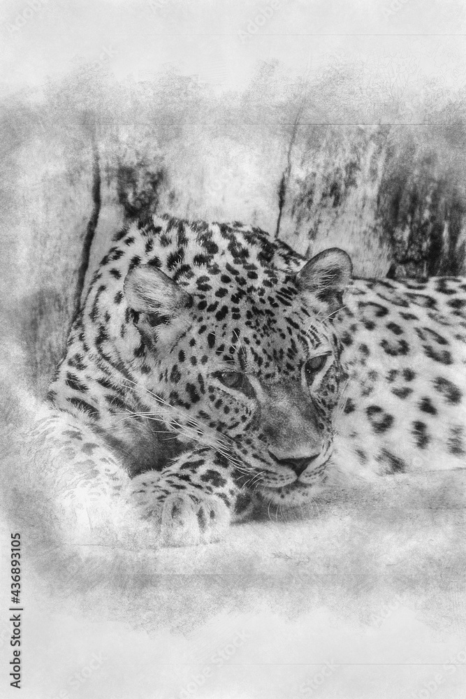 beautiful and powerful leopard resting in the sun hand drawing effect ...