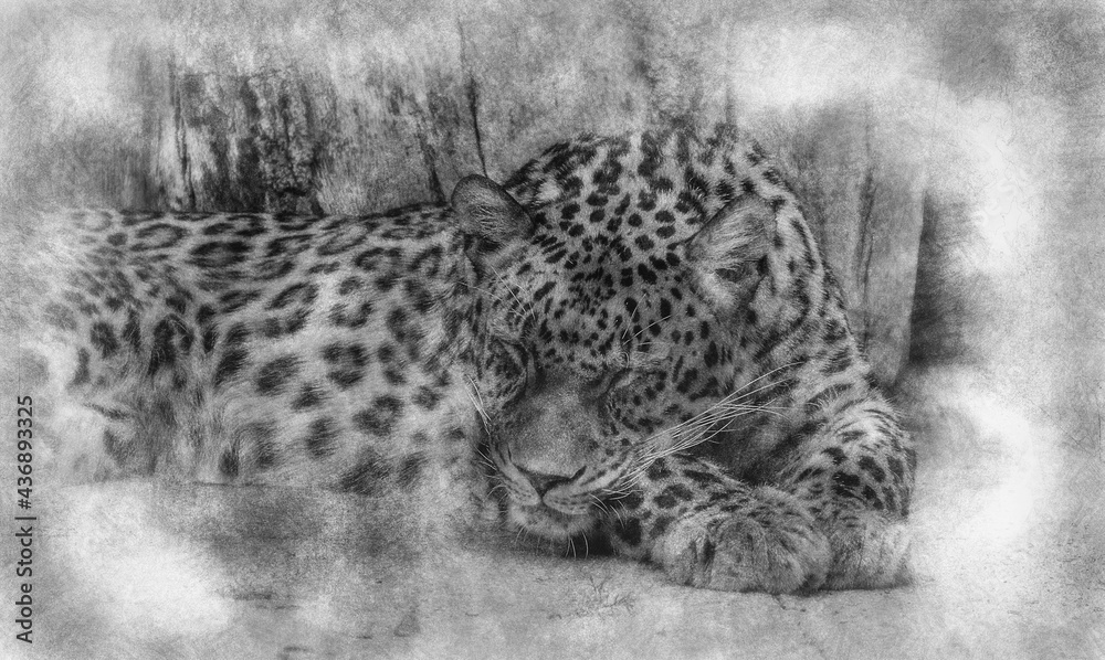 Wild, Powerful leopard resting, wildlife mammal with spot skin hand ...