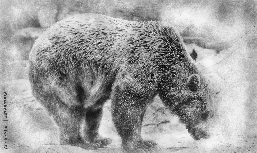 Dangerous Predator, beautiful and furry brown bear, mammal hand drawing ...