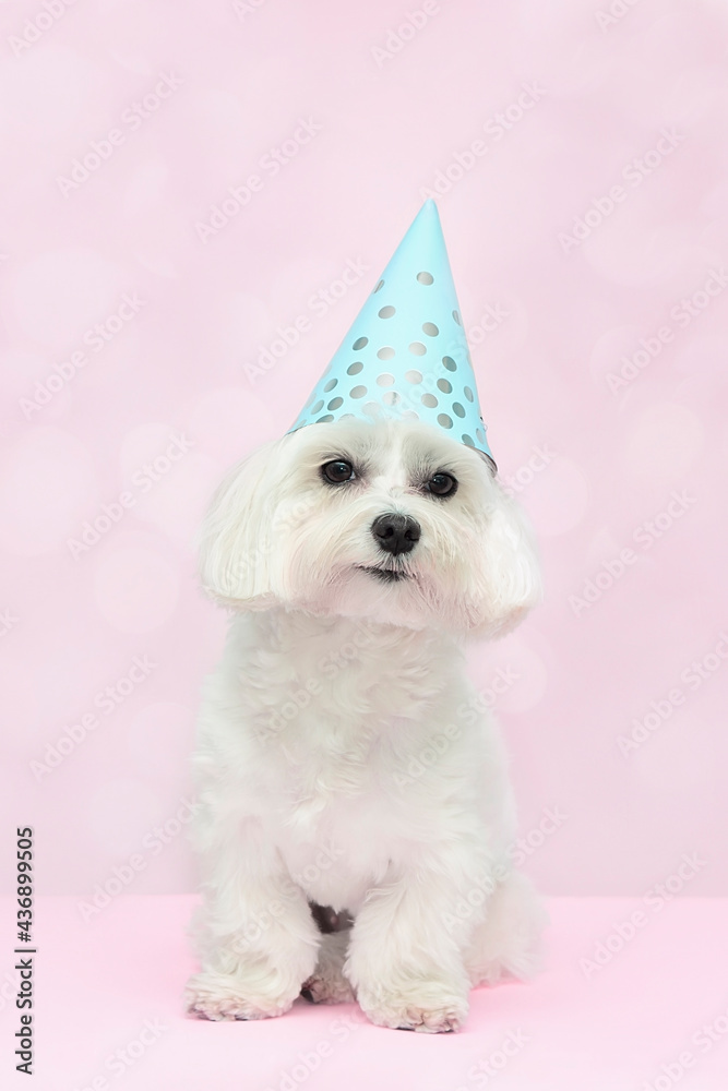 Cute maltese dog wearing party hat on pink background with copy space ...