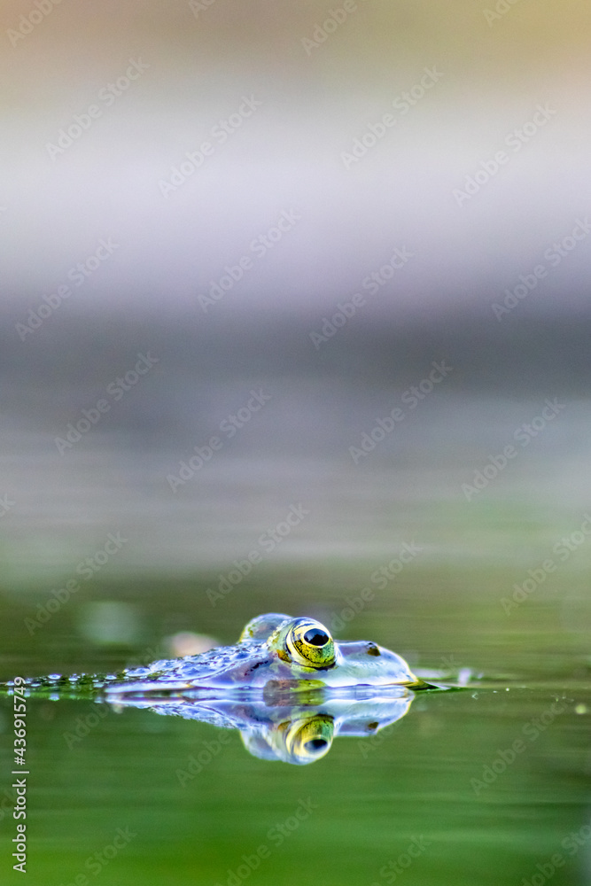 Big green frog in garden pond with beautiful reflection at the water ...