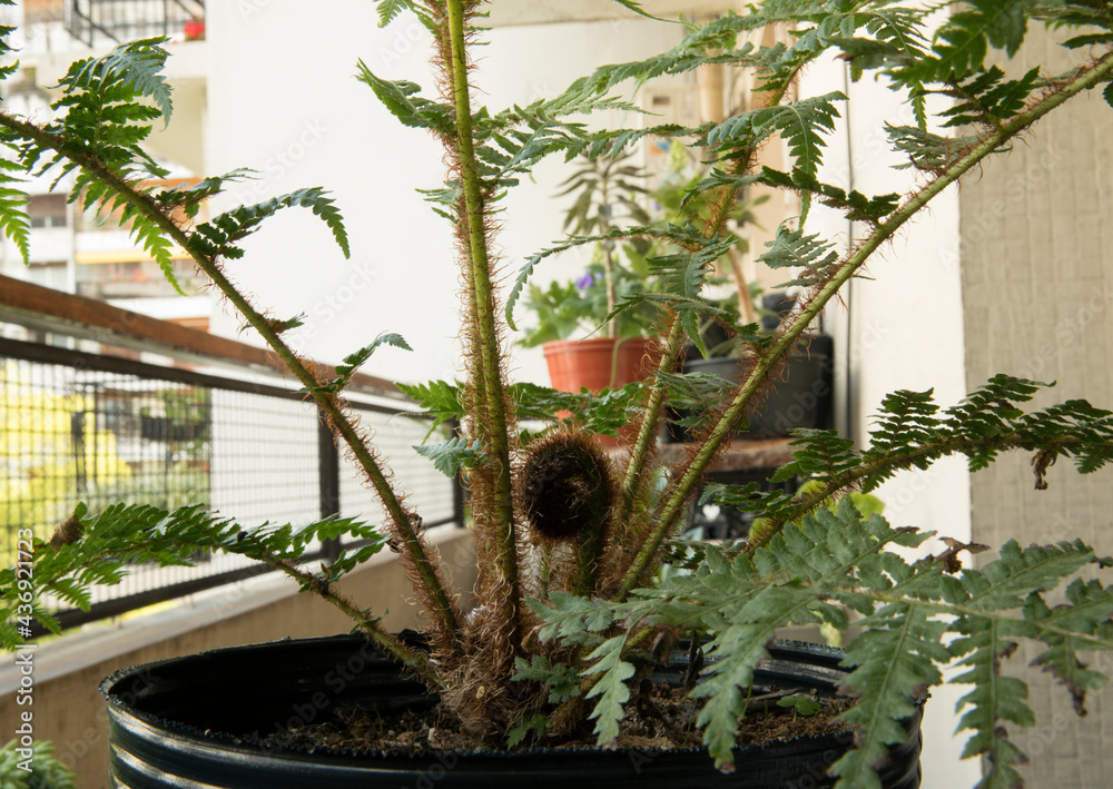 Flora. Closeup view of a Cyathea cooperi fern, also known as Tree Fern ...