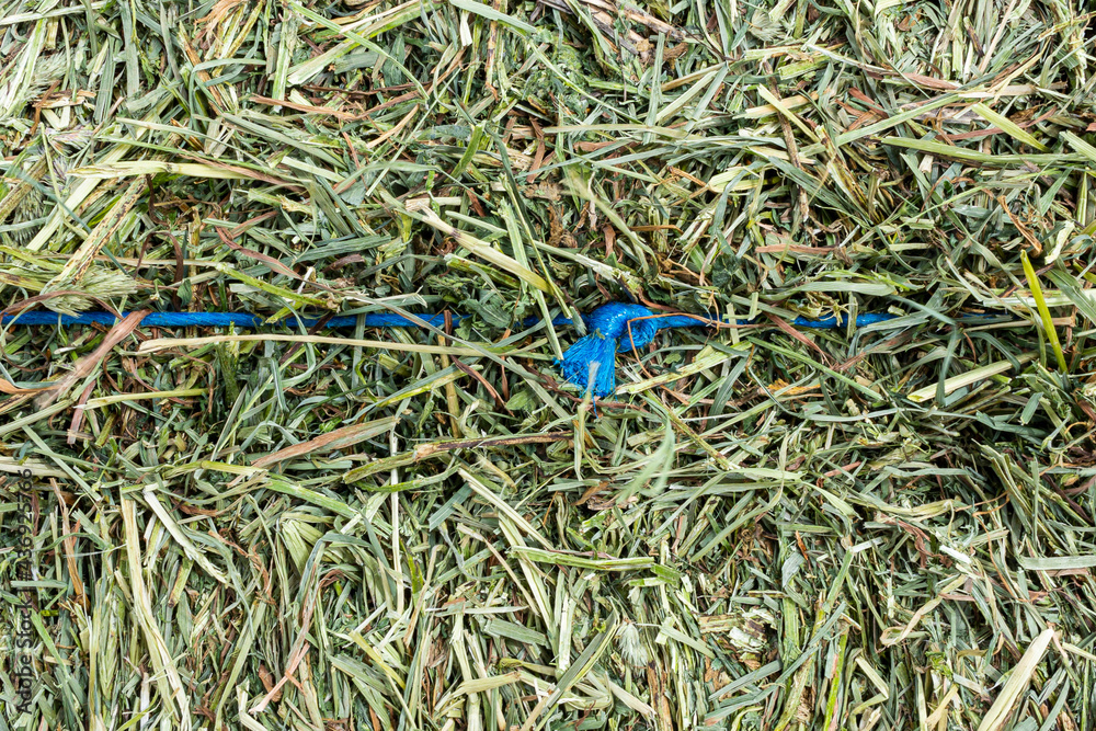Closeup of baled hay with blue plastic twine. Stock Photo | Adobe Stock