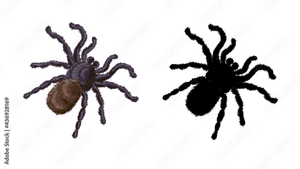 Stock vector illustration. Set of two spiders - a spider in a cartoon ...