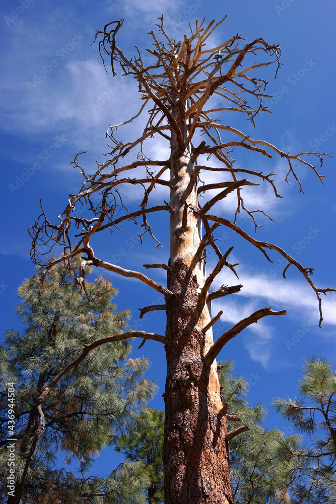A Dead Ponderosa Pine - Looking up from the ground at the dead trunk ...