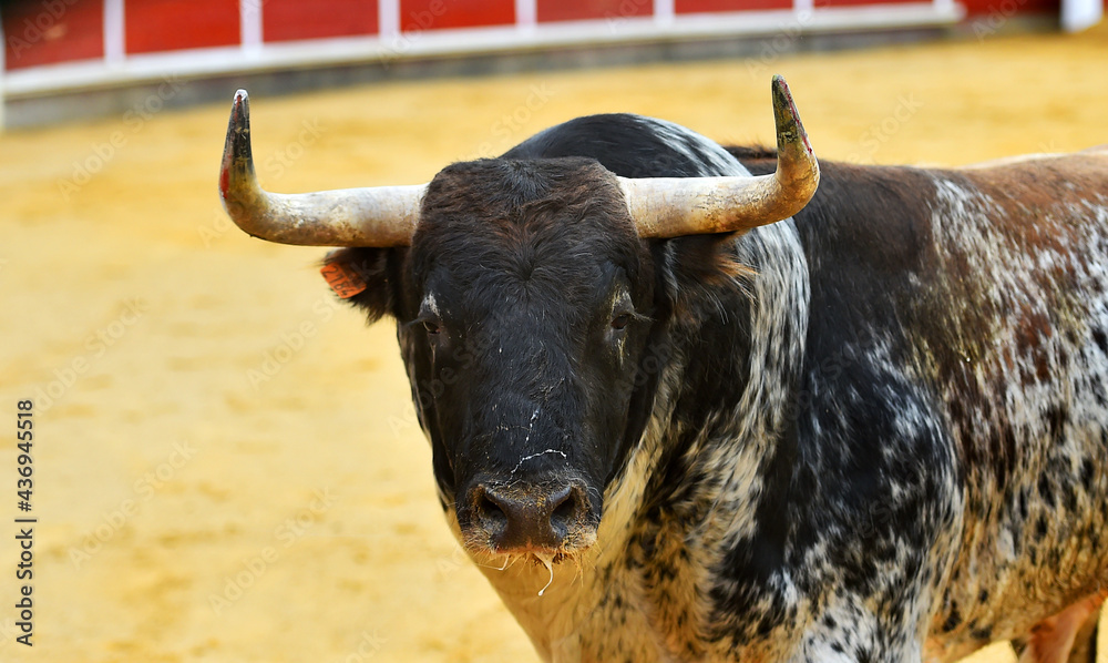 un toro español con grandes cuernos en una plaza de toros en un ...