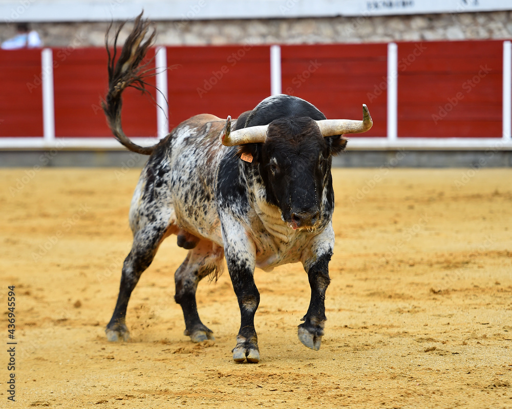 un toro español con grandes cuernos en una plaza de toros en un ...