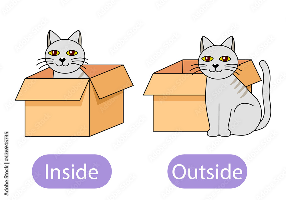 the cat sits inside the box and next to the box. the concept of ...