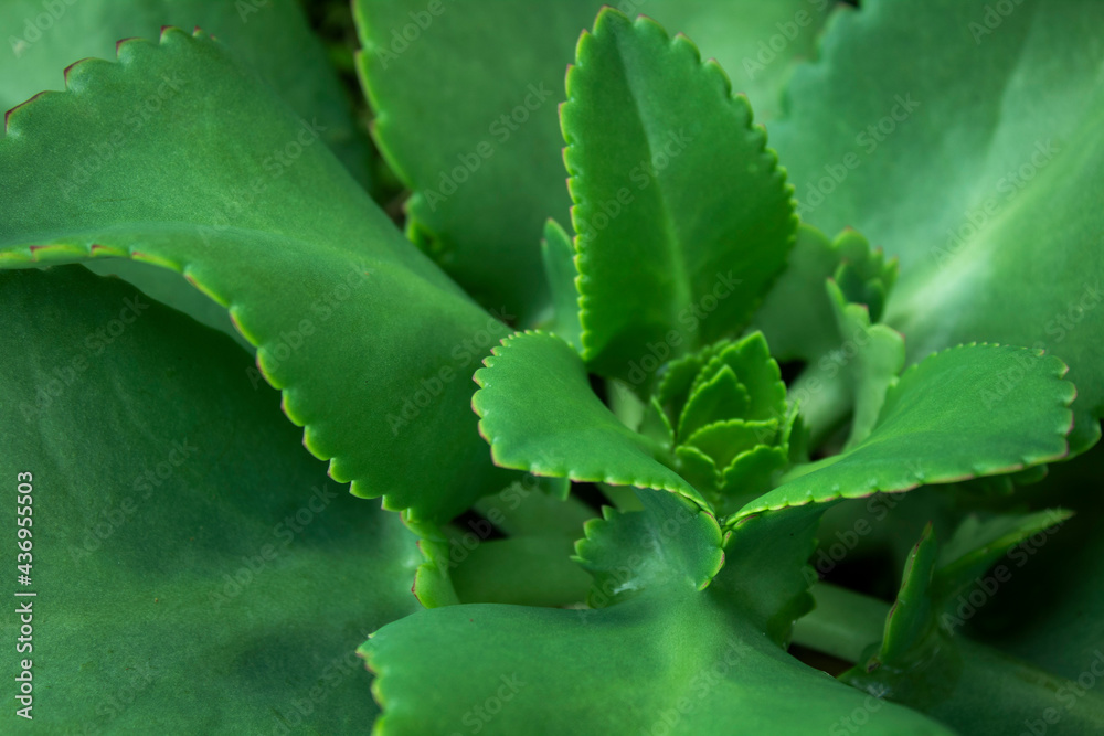 Bryophyllum daigremontianum, also known as aranto or Kalanchoe. It is a ...