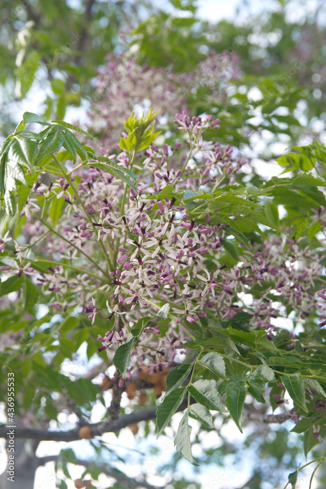 Blossom of Melia azedarach, ornamental decorative tree, commonly known ...