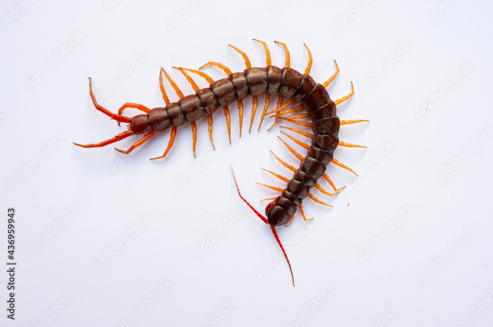 Centipede is a poisonous animal with many legs that can bite and ...