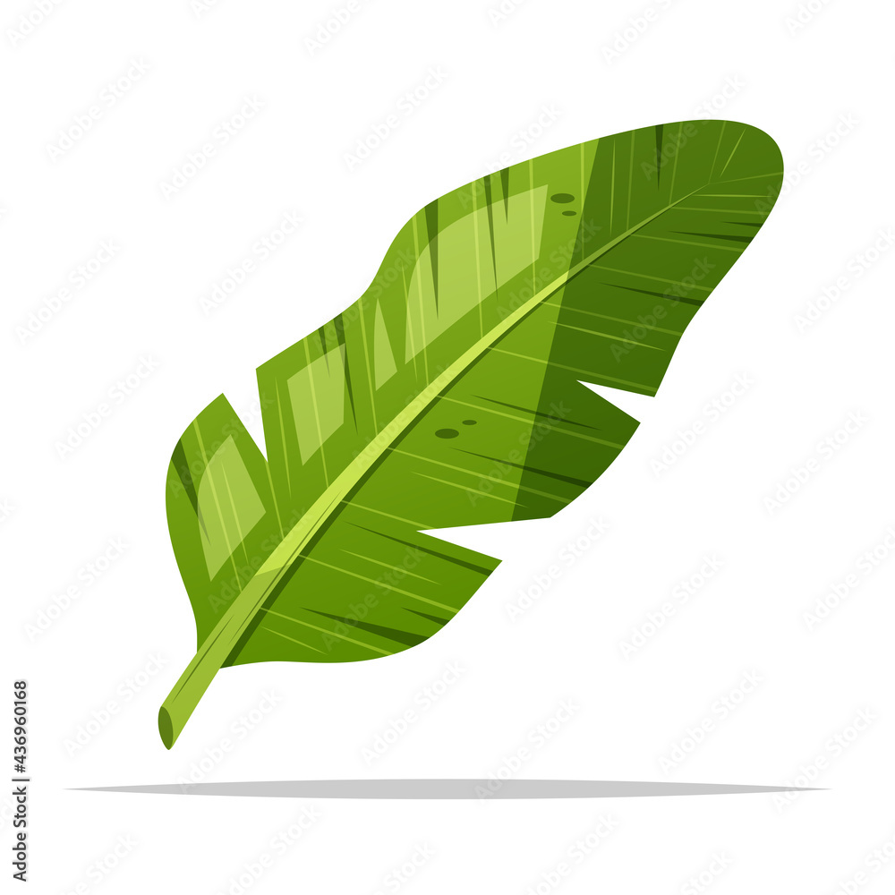 Banana leaf vector isolated illustration Stock Vector | Adobe Stock