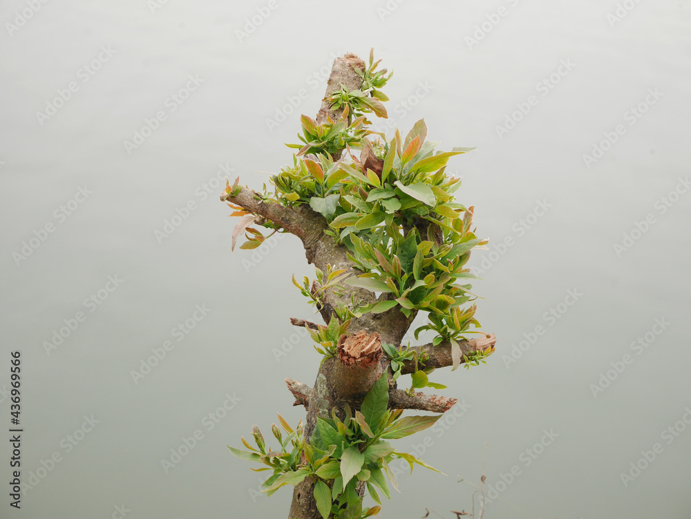 Twigs branch wood tree and leaves plant with Phewa Tal or Fewa ...