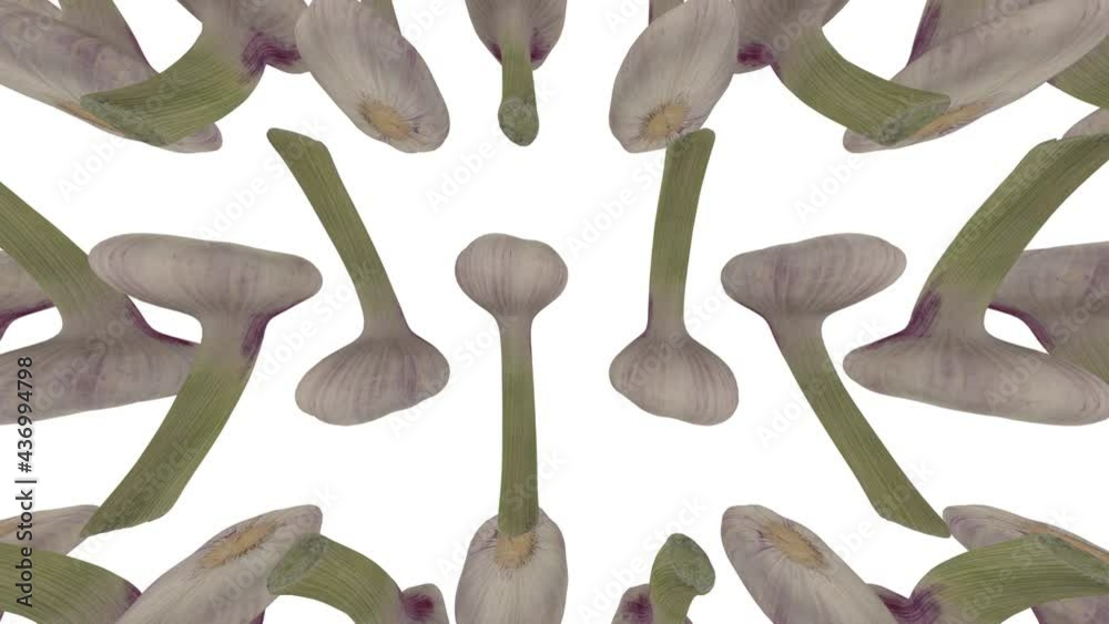 Many out-of-focus garlic heads are stretched out and rotate in ...