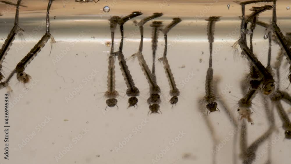 Mosquito larvae swimming in standing water. Breeding area for disease ...
