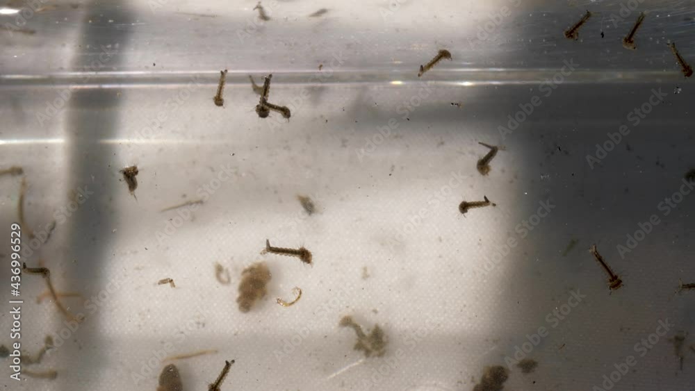 Mosquito larvae swimming in standing water. Breeding area for disease ...