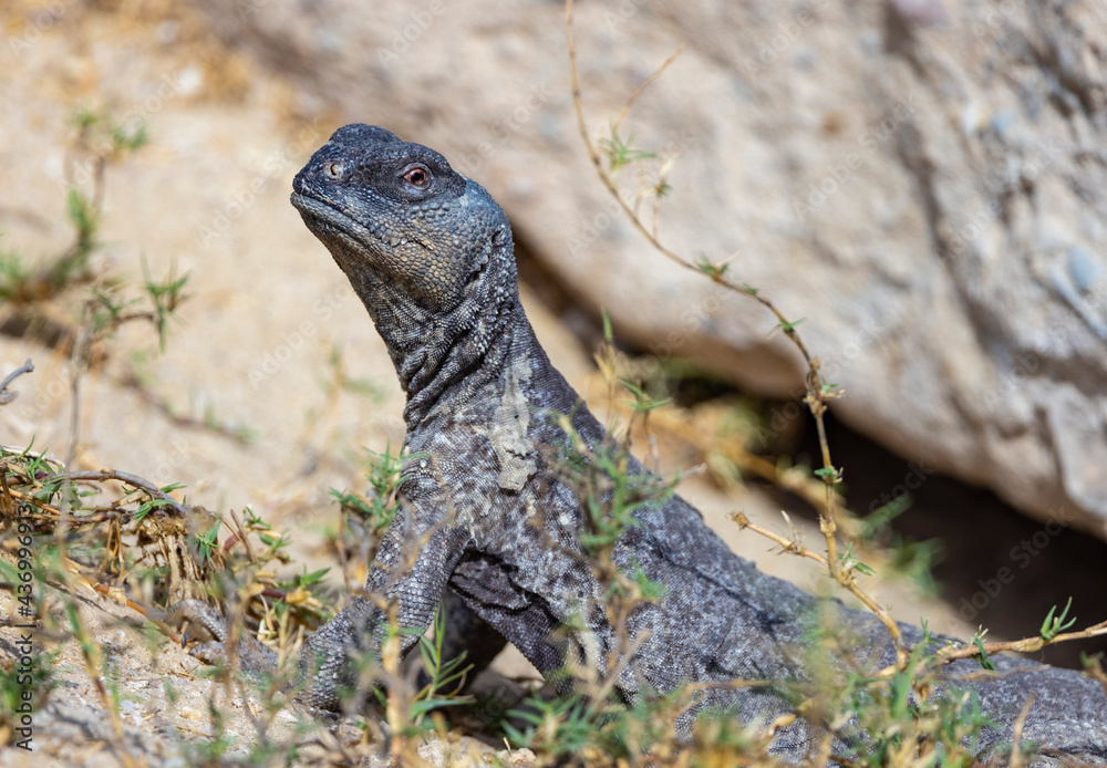 Uromastyx lizard, also known as a Dabb lizard, sun bathing in a ...