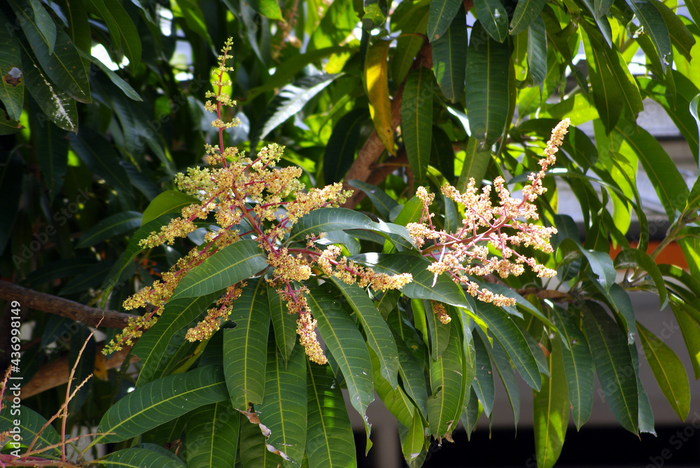 mango tree flower that will soon grow into a sweet mango Stock Photo ...