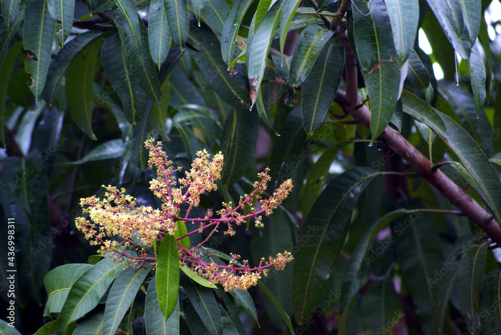 mango tree flower that will grow into a sweet mango, which grows in the ...