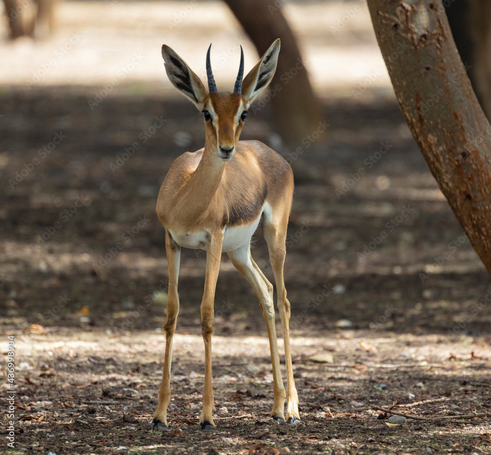 Arabian Reem Gazelle in wildlife conservation park, Abu Dhabi, United ...
