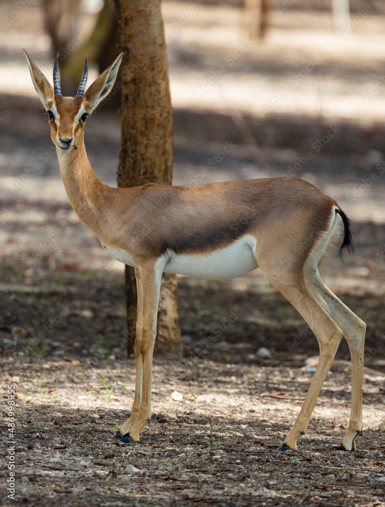 Arabian Reem Gazelle in wildlife conservation park, Abu Dhabi, United ...