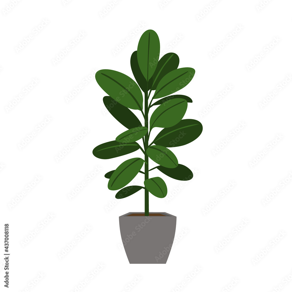 indoor houseplant rubber tree isolated vector graphic Stock Vector ...
