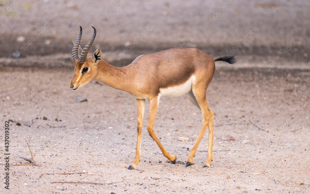 Arabian Reem Gazelle in wildlife conservation park, Abu Dhabi, United ...