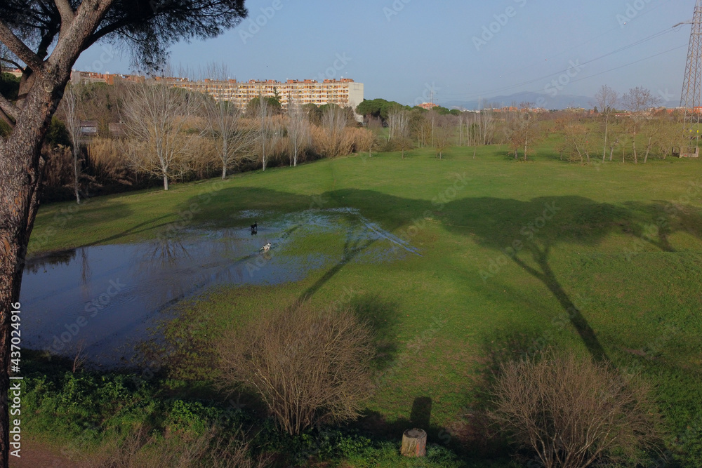 Stone roman pines lined up inside Aguzzano urban regional park in Rome ...