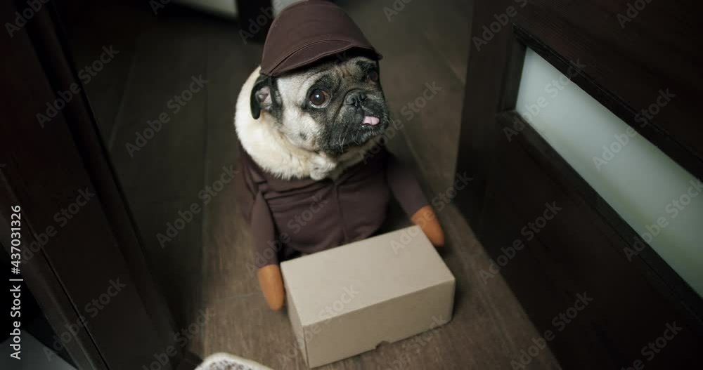 Funny pug dog dressed delivery costume. Funny concept courier delivered parcel, box. Funny pet ...