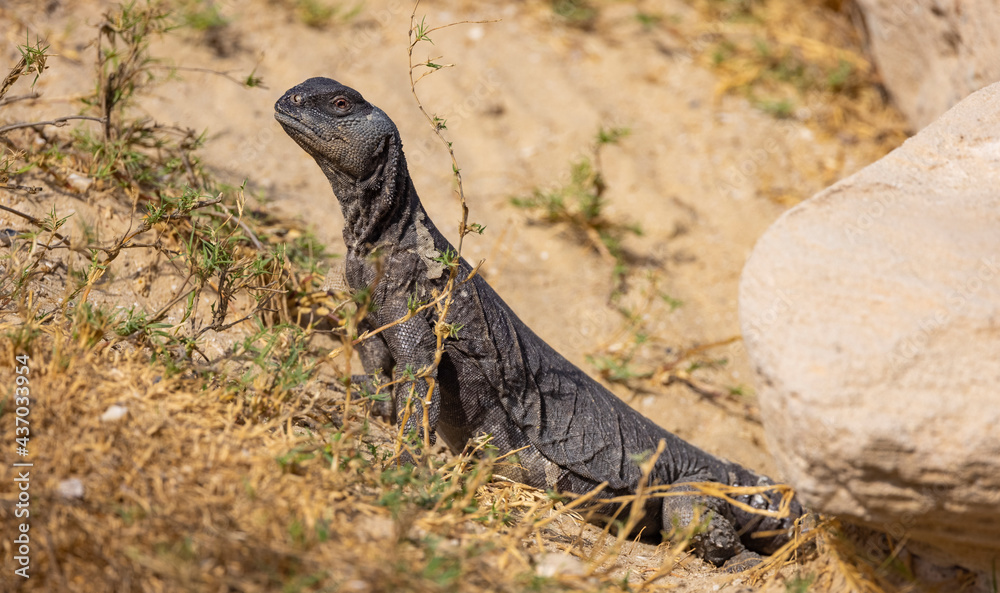 Uromastyx lizard, also known as a Dabb lizard, sun bathing in a ...