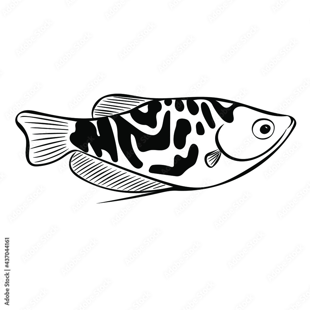Aquarium fish gourami (Trichogaster). Vector sketch illustration ...