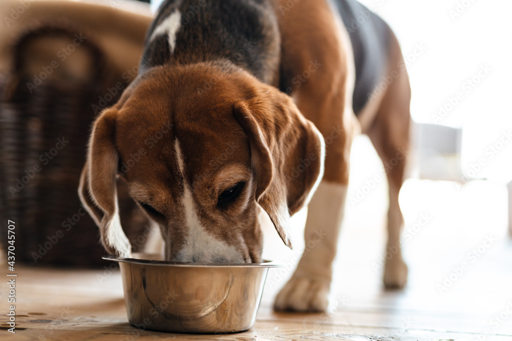 Beagle dog eating from a bowl Stock Photo | Adobe Stock