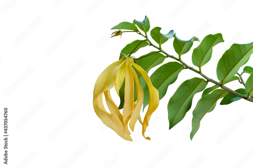 Yellow flower of Ylang-ylang or Cananga odorata bloom on tree in the ...