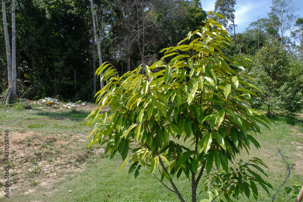2 years old Musang king durian tree in Malaysia Stock Photo | Adobe Stock