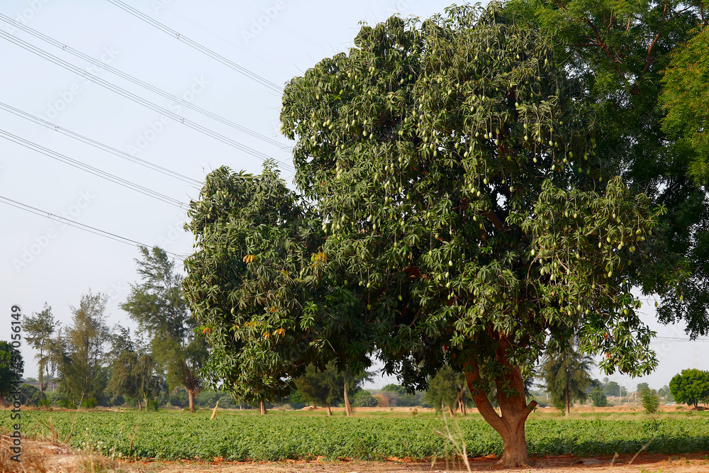 Kesar Mango Farm