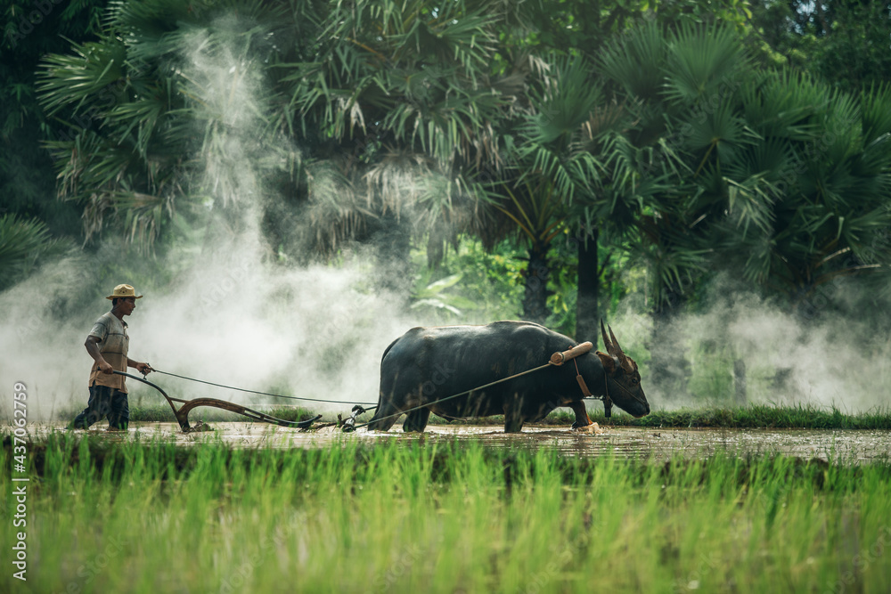 Asian farmer using buffalo plowing rice field, Thai man using the ...