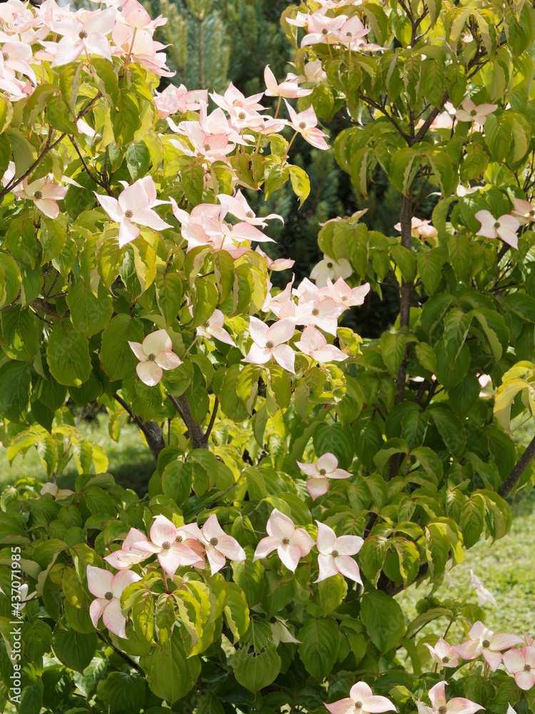Cornus kousa 'Beni Fuji' ou Cornouiller du Japon petit arbuste à ...