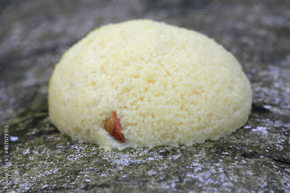 Reticularia lycoperdon, also called Enteridium lycoperdon, commonly ...