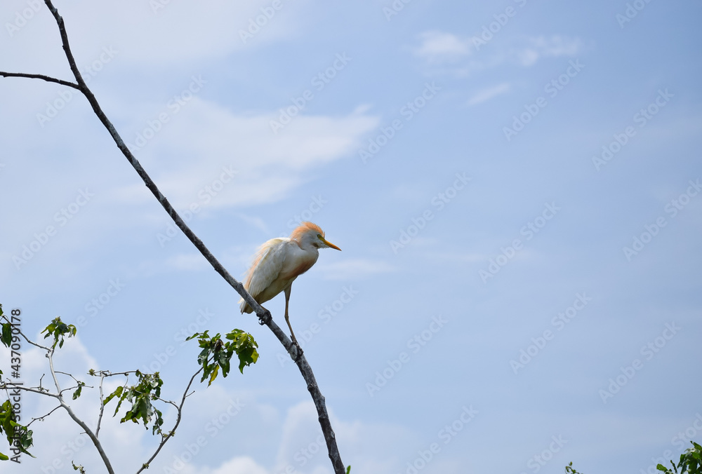 Cria de una garza esperando a ser alimentada por sus padres, lago de ...