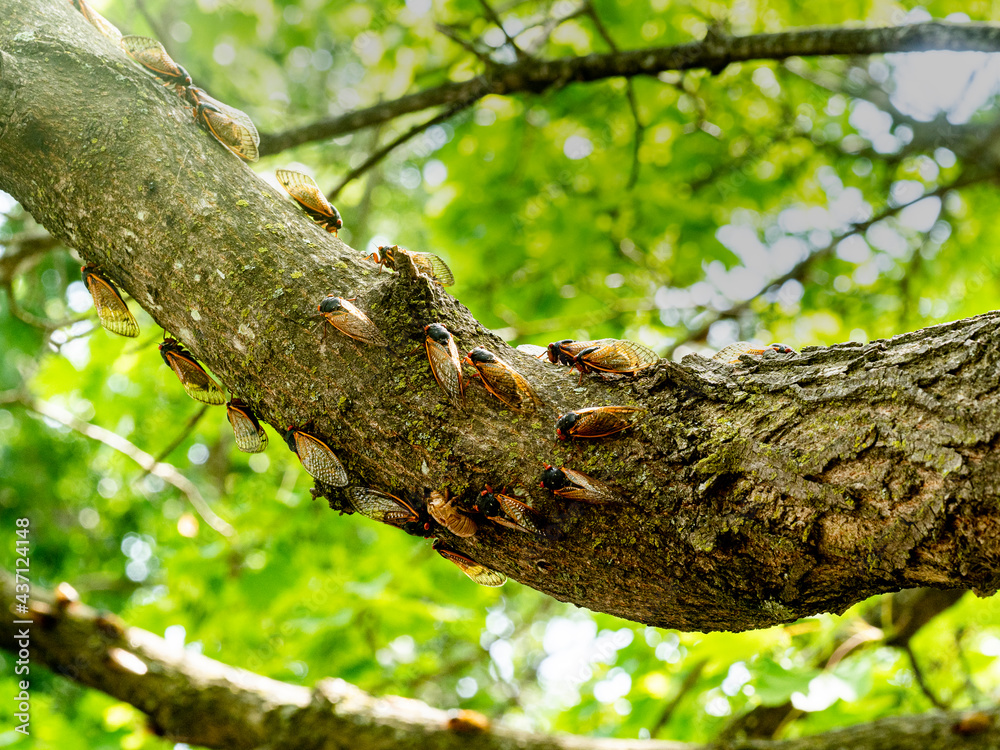 Group of cicadas on tree branch Stock Photo | Adobe Stock