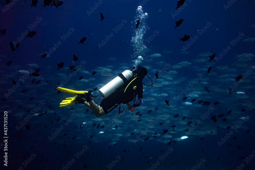 Female diver in fish school diving in blue water background Stock Photo ...