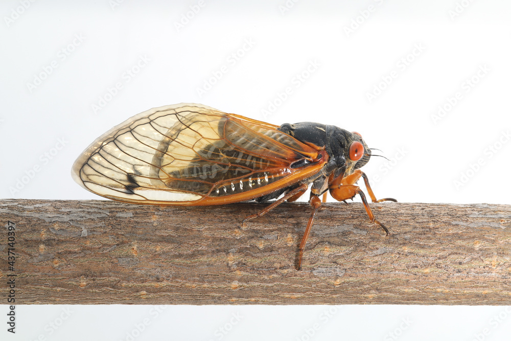 A dwarf periodical cicada (Magicicada cassini), one of the three ...