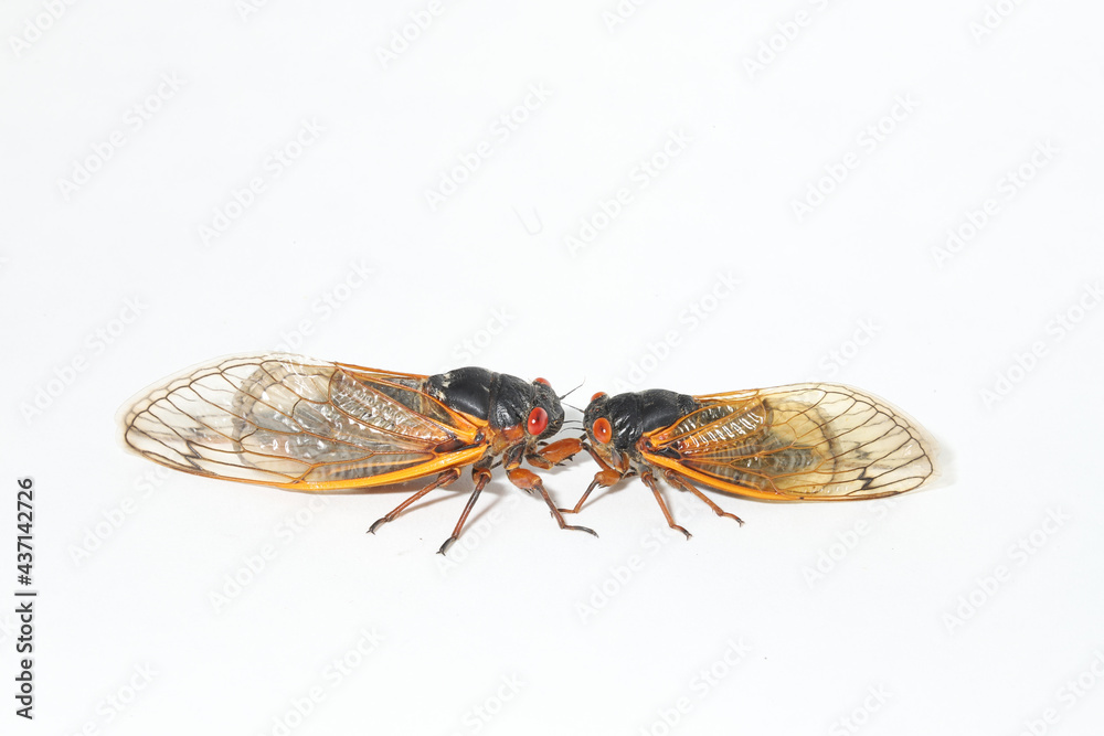 Foto de Two different species of periodical cicada looking at each ...