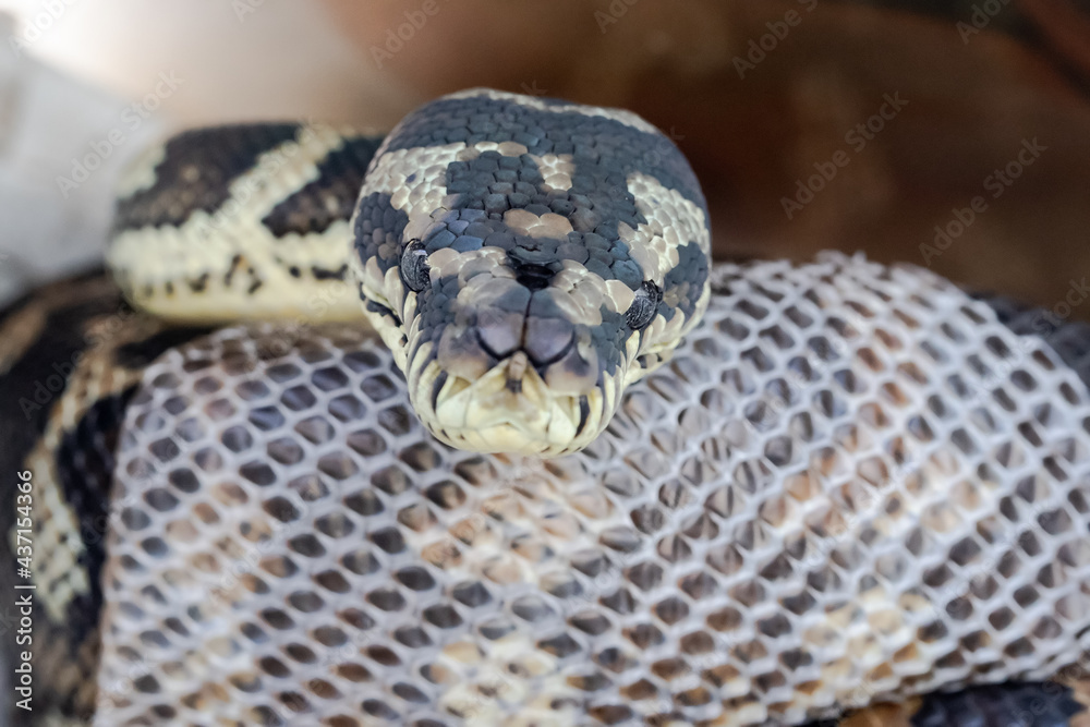 Australian Carpet Python sloughing skin Stock Photo | Adobe Stock