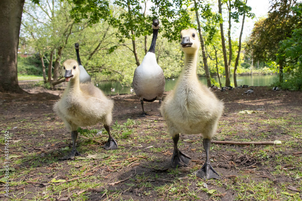 goose family Stock Photo | Adobe Stock