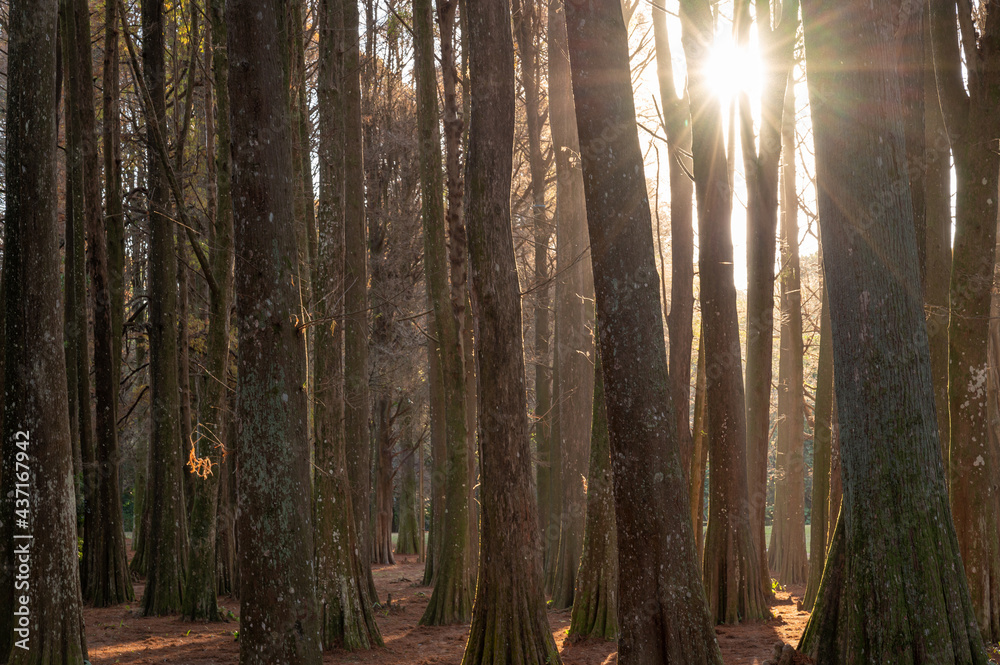 paisagem de um parque natural incluindo arvores, sol, vegetação, lago ...