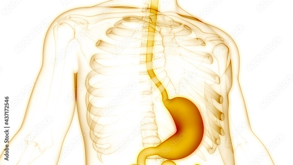Human Digestive System Stomach Anatomy Stock Illustration | Adobe Stock